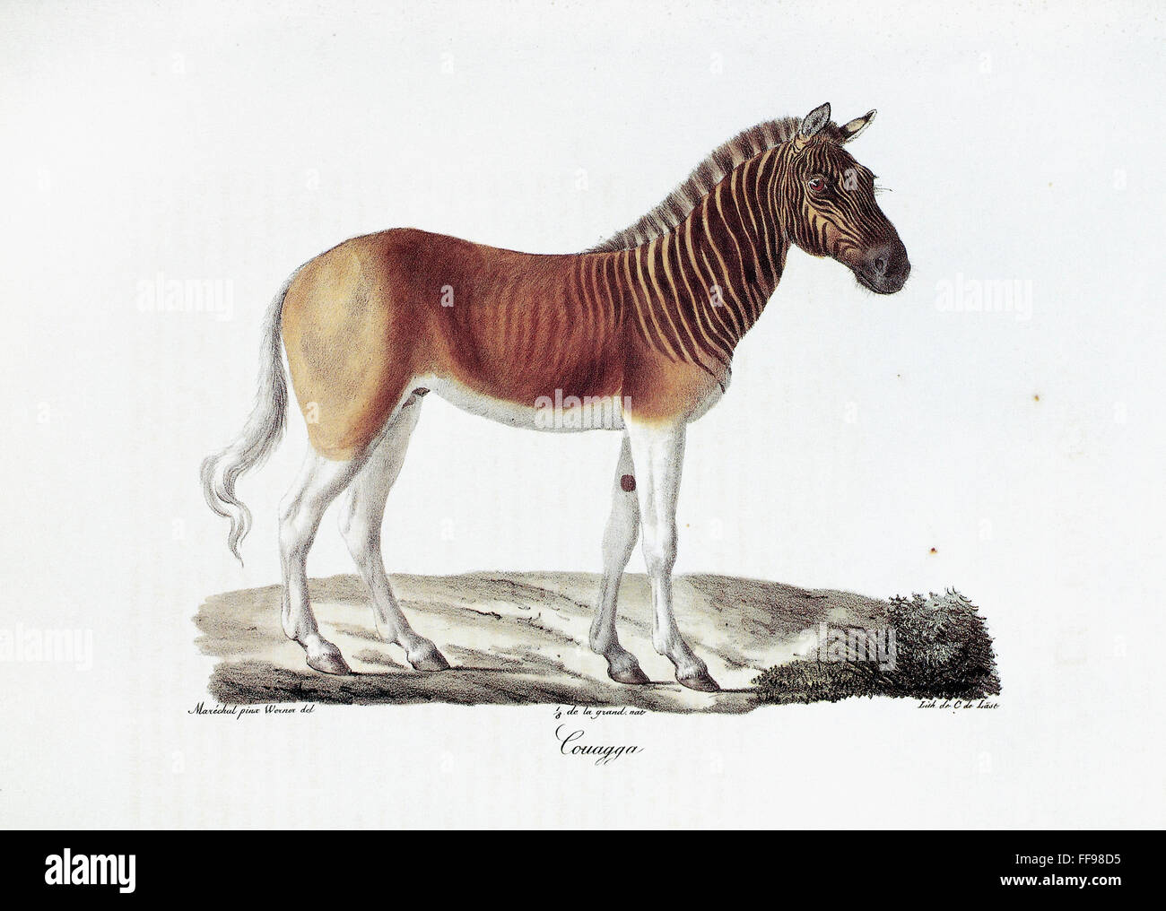 QUAGGA. /nThe quagga (Equus quagga quagga), a now extinct South African ...