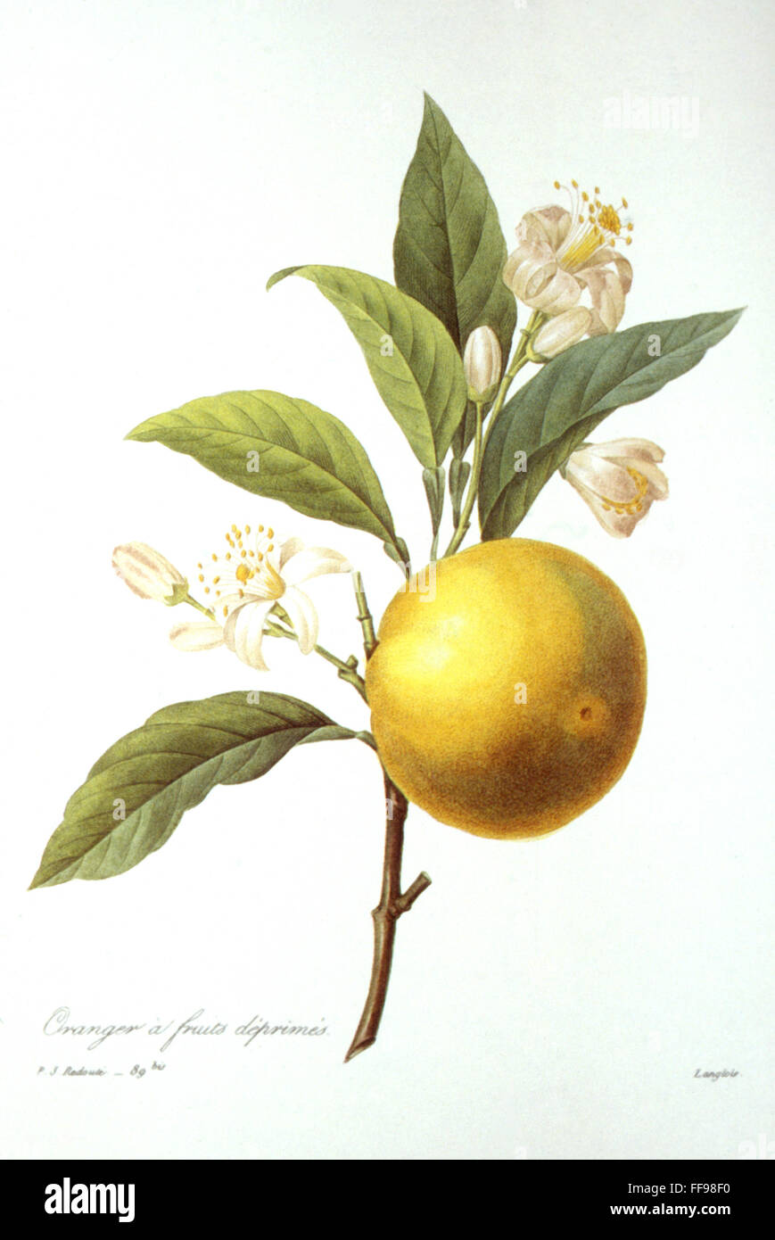 Citrus aurantium painting hi-res stock photography and images - Alamy