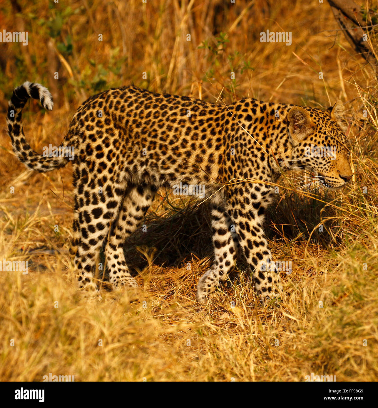 Leopards are agile and stealthy predators. They have massive skulls ...