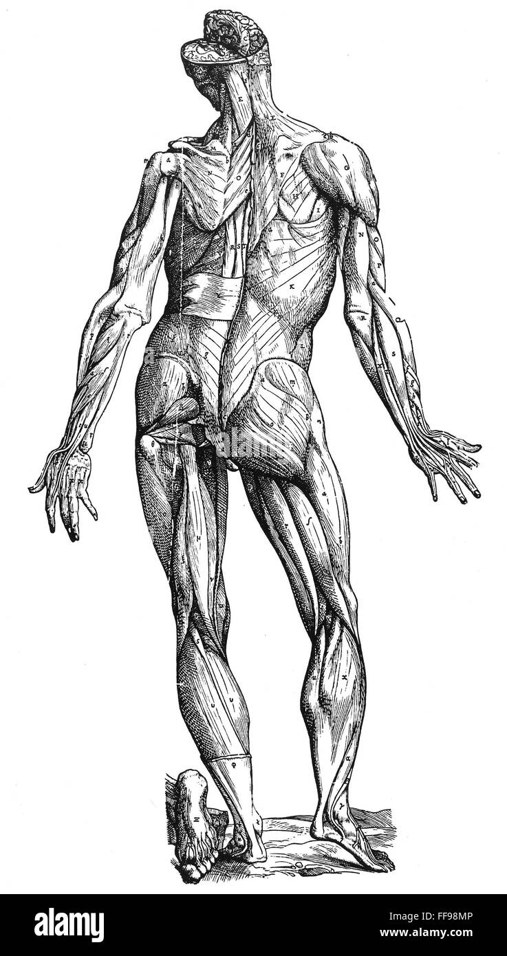 VESALIUS: MUSCLES, 1543. /nThe second figure of the muscles. Woodcut ...
