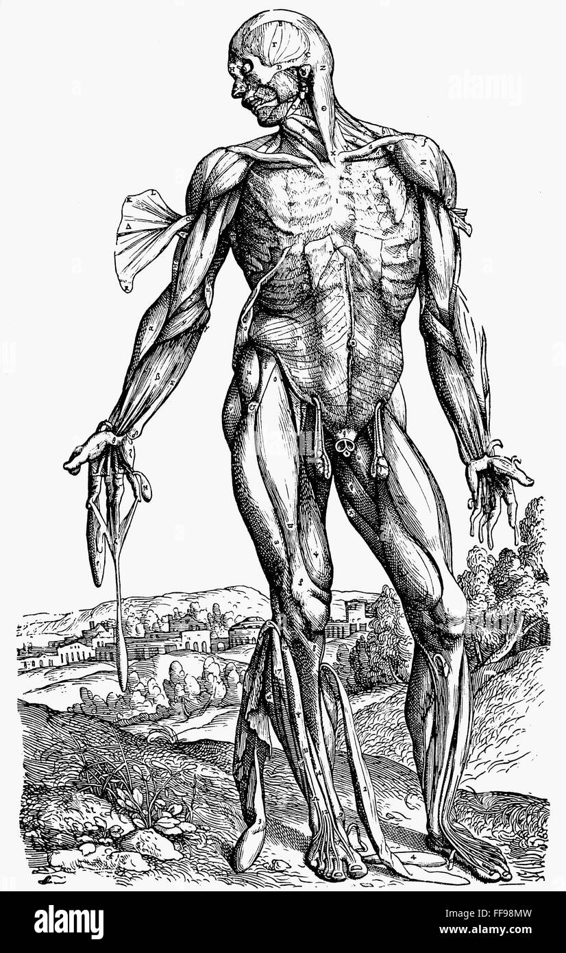 VESALIUS: MUSCLES. /nThe fourth plate of the muscles. Woodcut from the ...