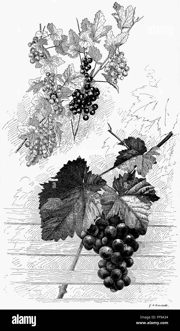 BOTANY: GRAPES. /nPen-and-ink drawing, 19th century Stock Photo - Alamy
