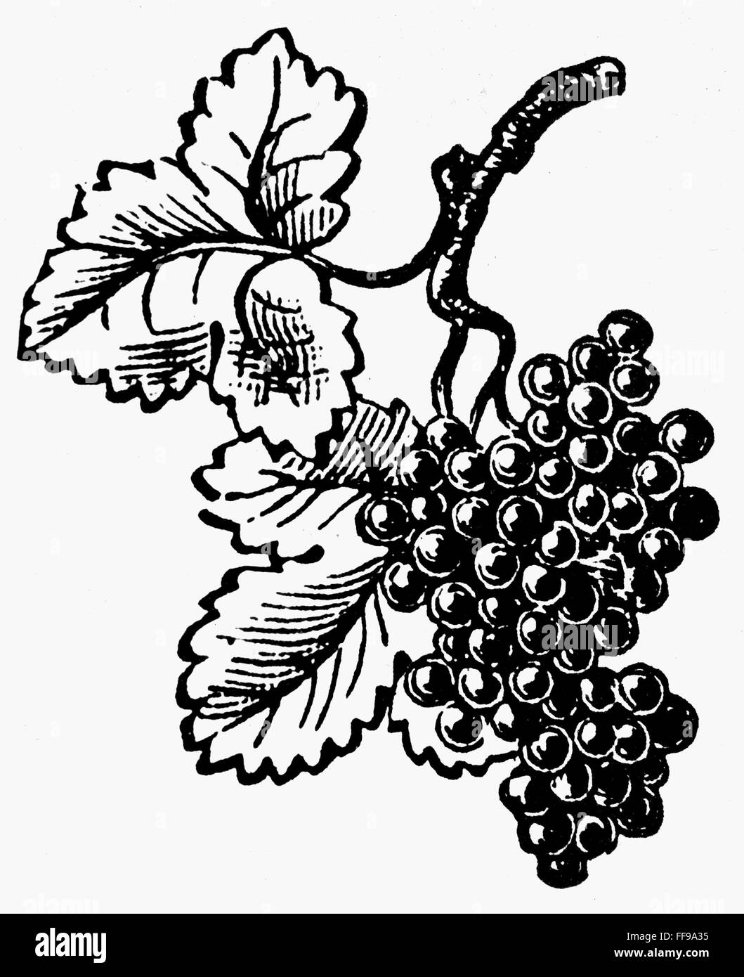BOTANY: GRAPES. /nWoodcut Stock Photo - Alamy