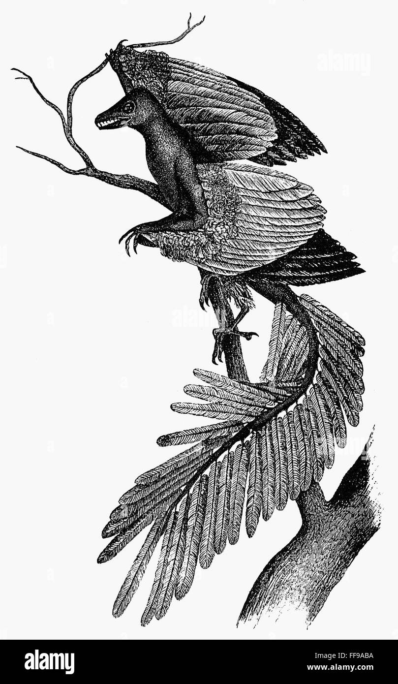 PREHISTORY: ARCHAEOPTERYX. /nThought to be the first bird. From the ...