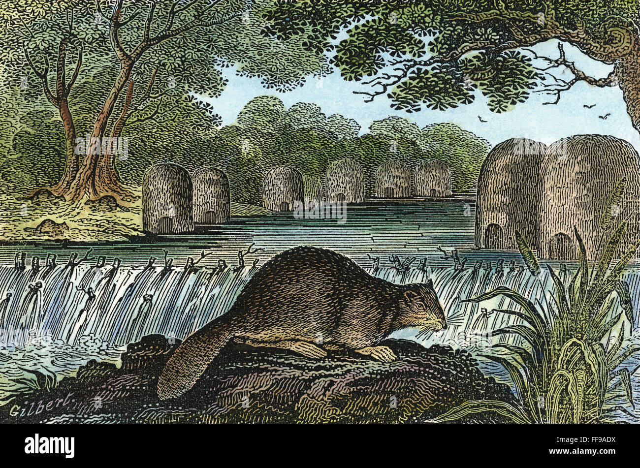 BEAVER. /nAmerican beaver (Castor canadensis) and beaver dams. Wood ...