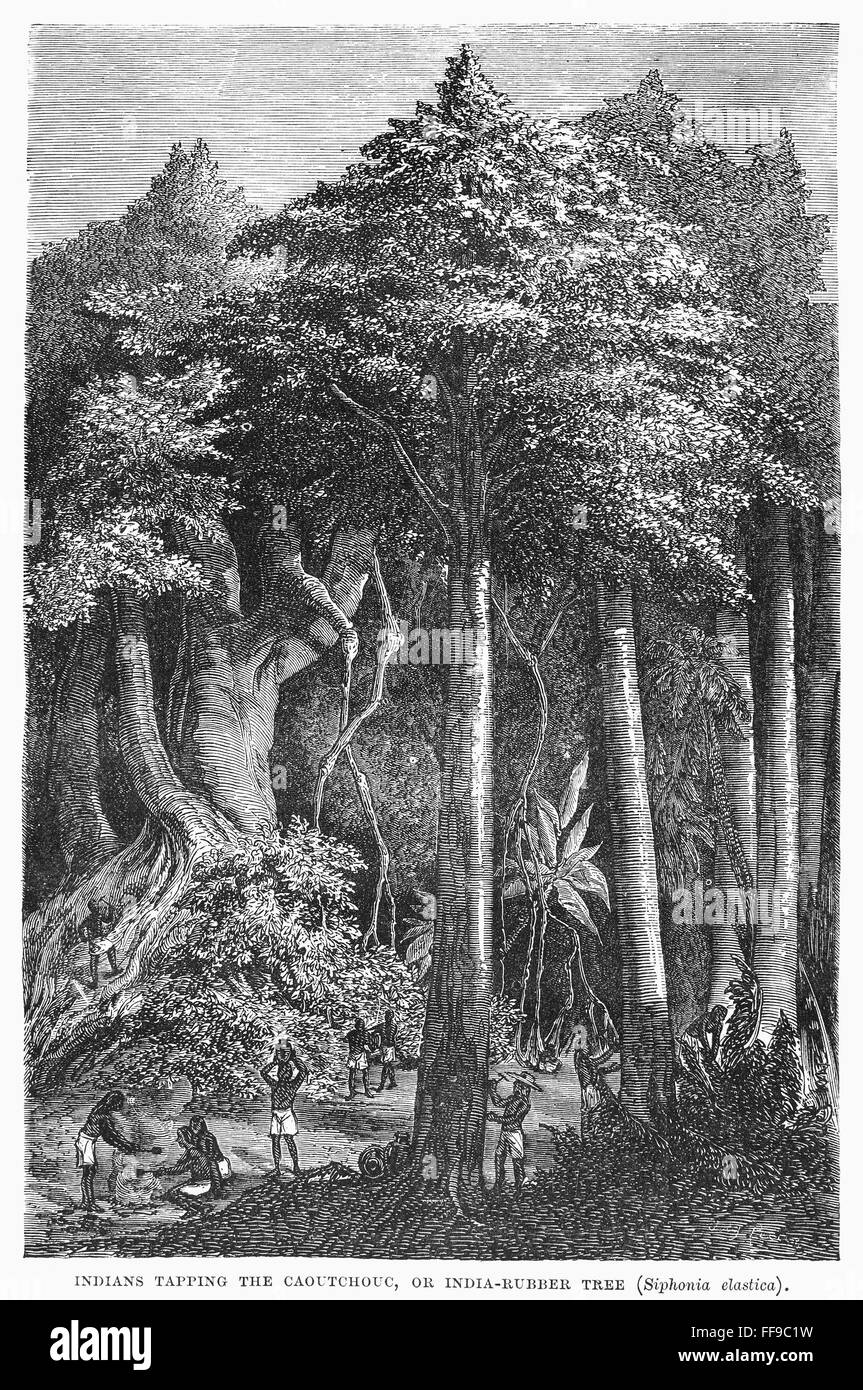 SOUTH AMERICA: RUBBER. /nSouth American native Indians collecting ...