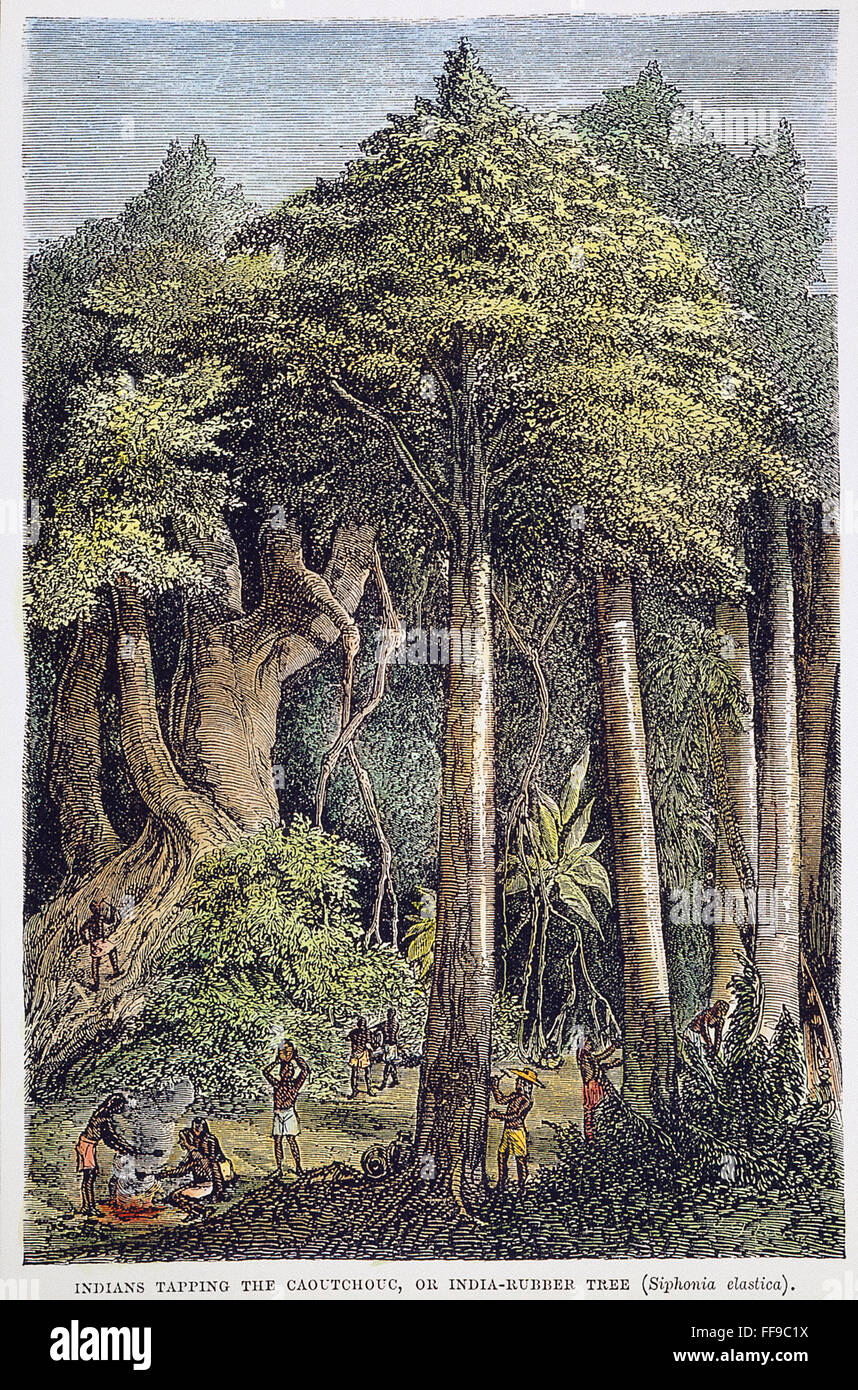 RUBBER, SOUTH AMERICA. /nSouth American native Indians collecting ...