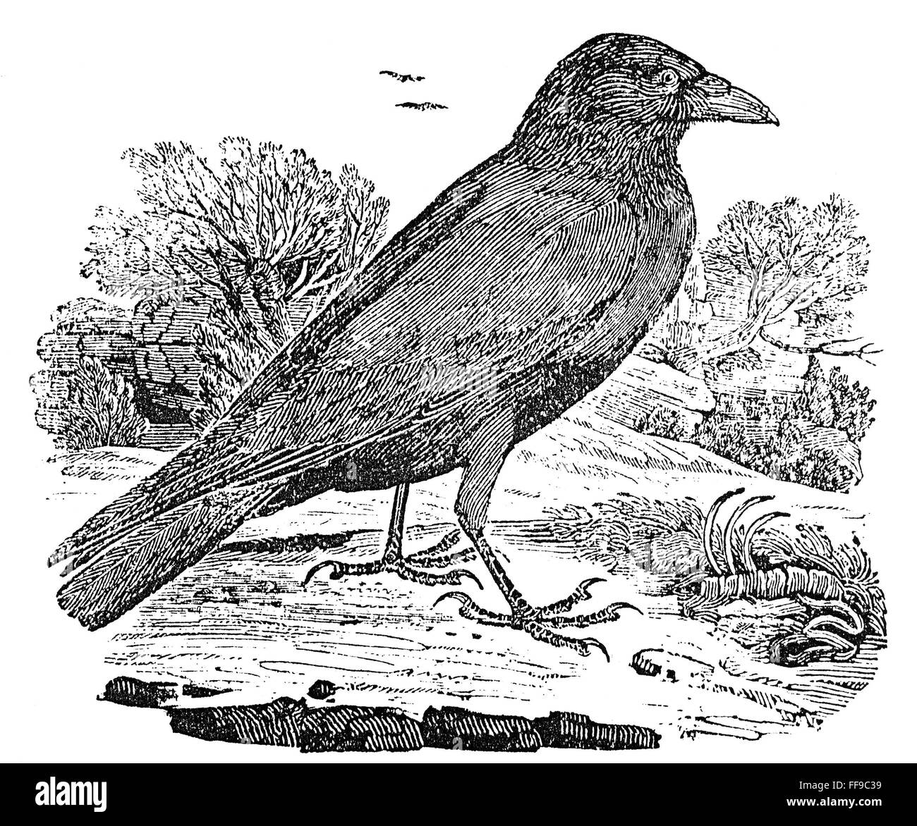 CROW. /nCarrion Crow (Corvus corone). Wood engraving, c1797, by Thomas ...