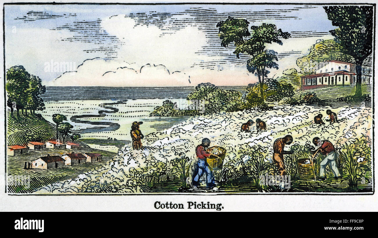 COTTON PLANTATION, 19th C. /nSlaves picking cotton on a pre-Civil War ...