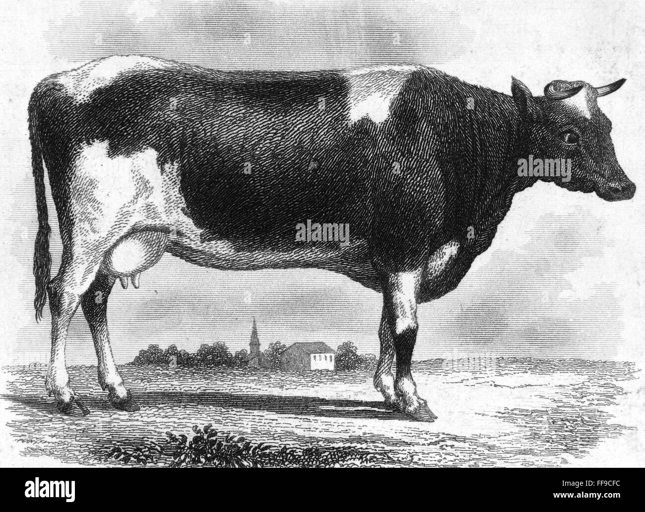 CATTLE, 19th CENTURY. /nDutch cow. Steel engraving, 19th century Stock ...