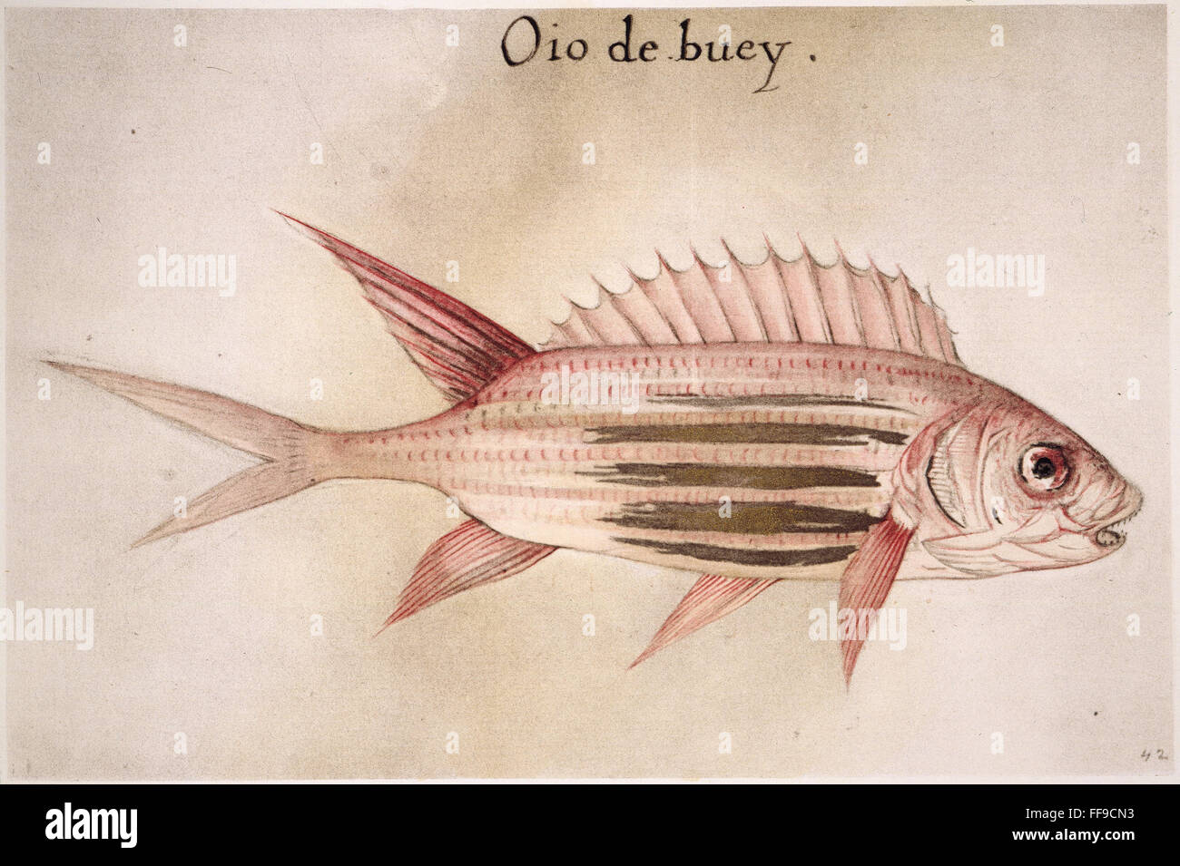 SOLDIER-FISH, 1585. /nHolocentrus ascensionis: water color, c1585, by ...