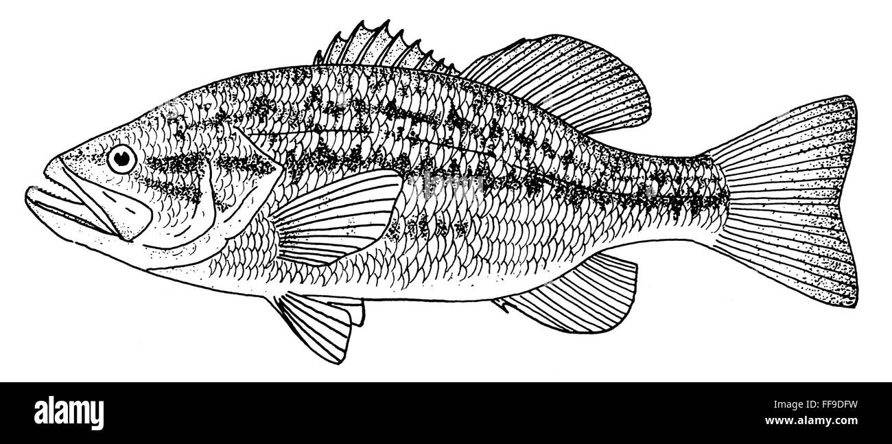 LARGEMOUTH BASS. /nLine engraving Stock Photo - Alamy
