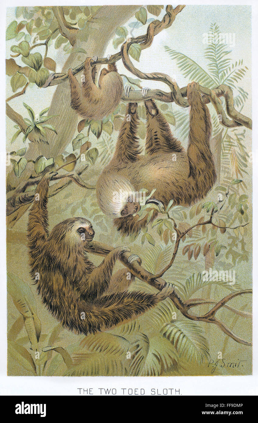 TWO-TOED SLOTH. /nThe two-toed sloth (Choloepus didactylus). Lithograph ...