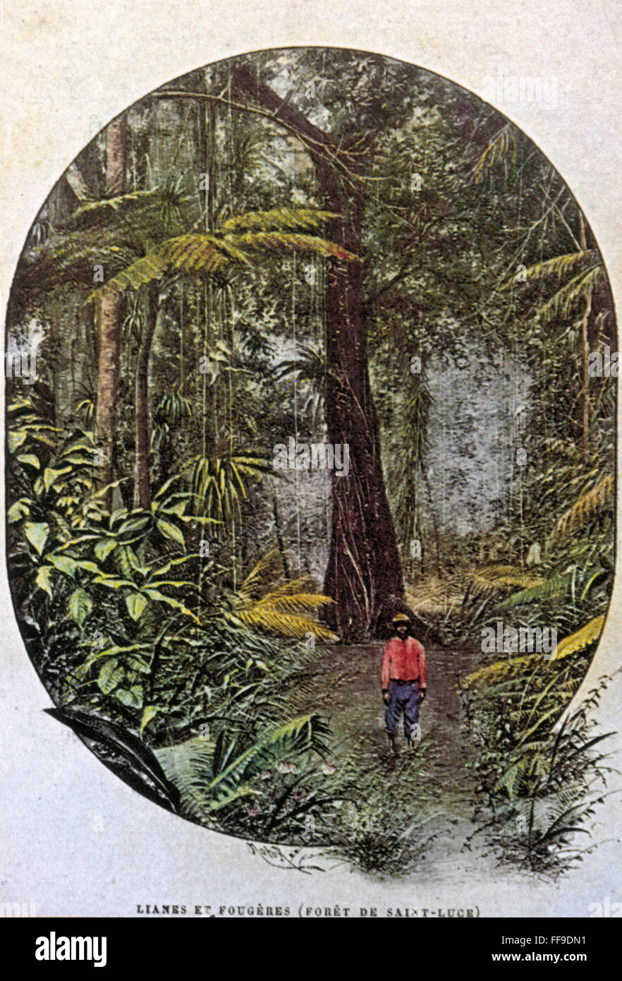 SAINT LUCIA: RAINFOREST. /nA rainforest on the island of Saint Lucia ...
