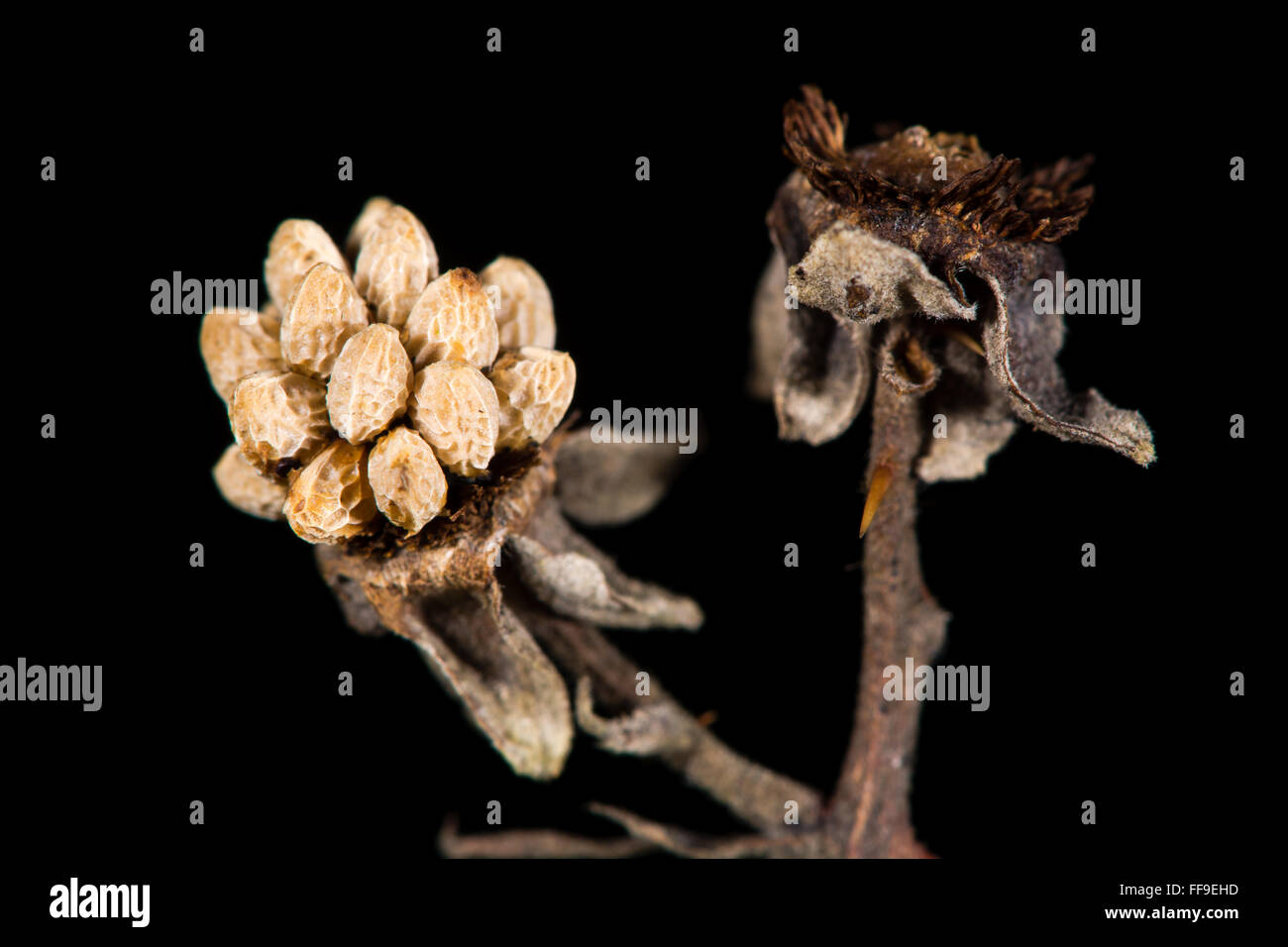 Gone to seed hi-res stock photography and images - Alamy
