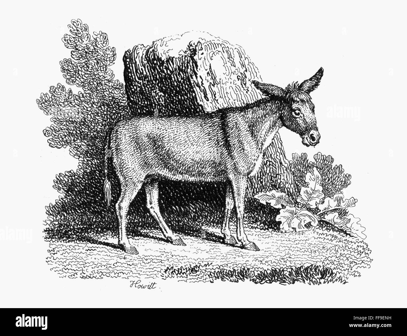 DONKEY. /nLine engraving, 1805 Stock Photo - Alamy