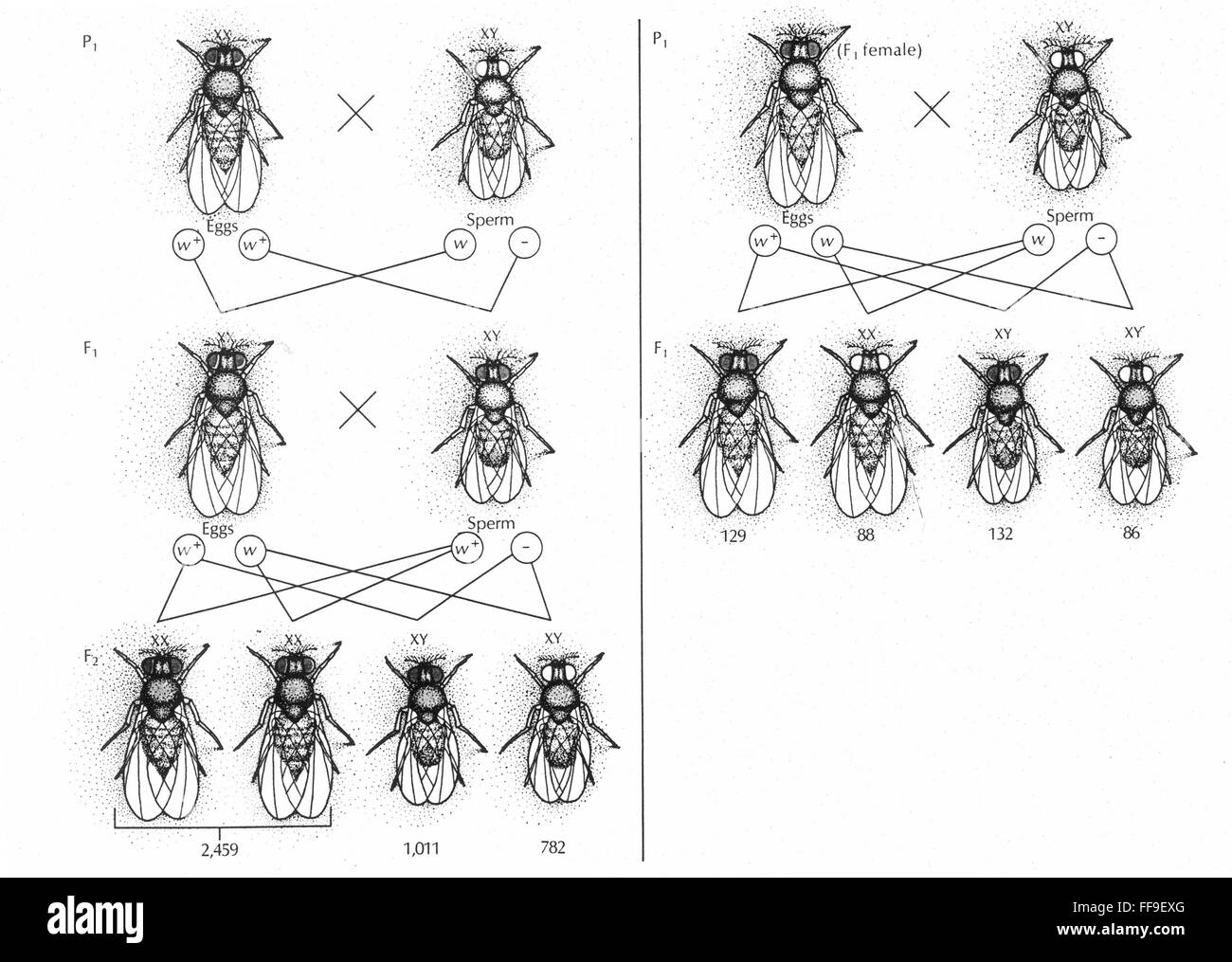 Thomas Hunt Morgan Fruit Fly Experiment