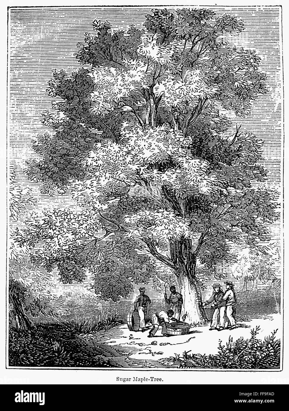 SUGAR-MAPLE TREE. /nAcer saccharum. 19th century wood engraving Stock ...