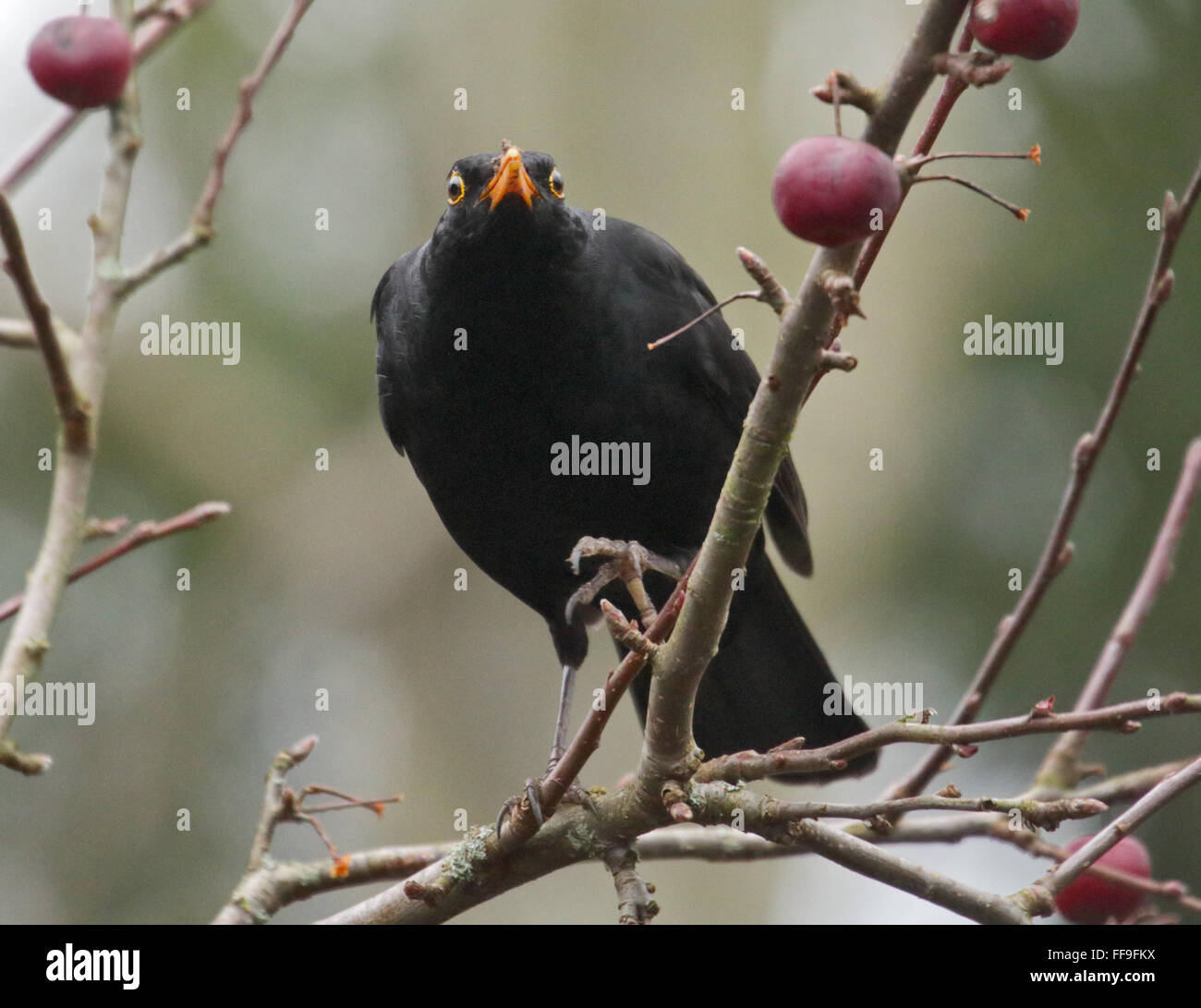 Blackbird apple hi-res stock photography and images - Alamy