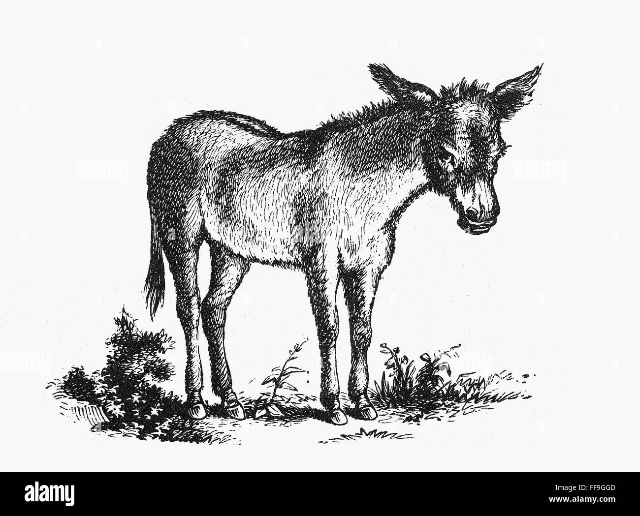 DONKEY. /nLine engraving, 19th century Stock Photo - Alamy