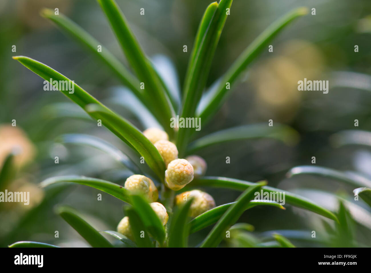 Yew tree (Taxus baccata) in flower. Leaves and flowers on a coniferous ...