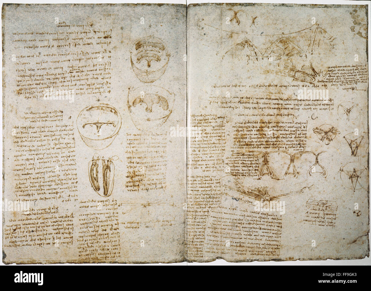 LEONARDO: ANATOMY, c1512. /nPen and ink studies by Leonardo da Vinci ...