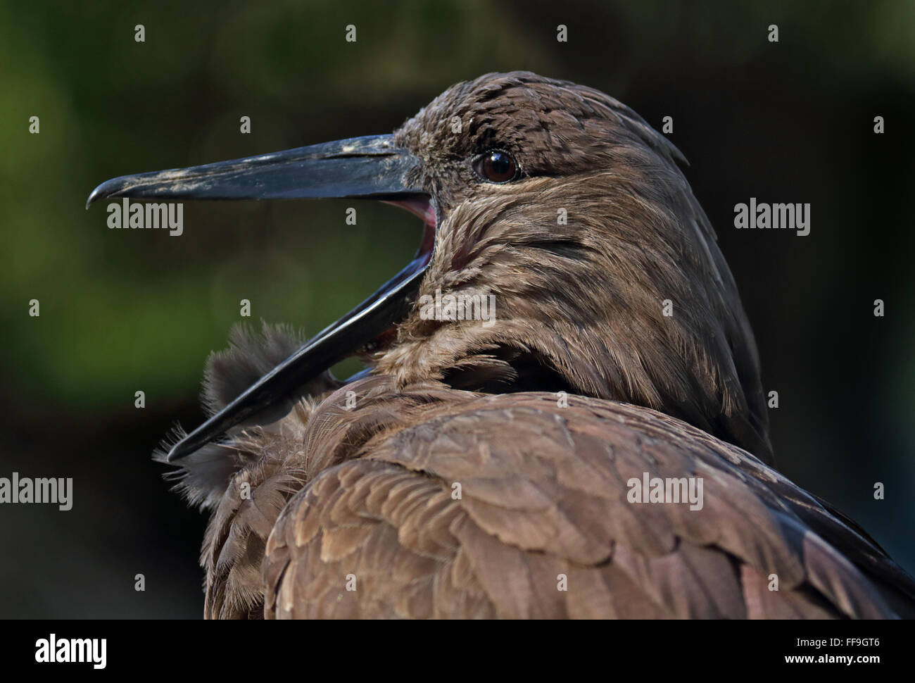 Hammerhead bird scopus umbretta hi-res stock photography and images - Alamy