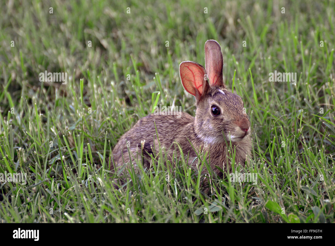 Baby cottontail hi-res stock photography and images - Alamy