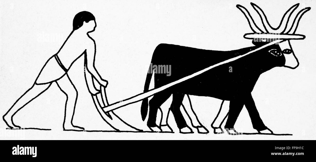 PLOWING: EGYPT, c2000 B.C. /nPlowing with oxen yoked by their horns ...