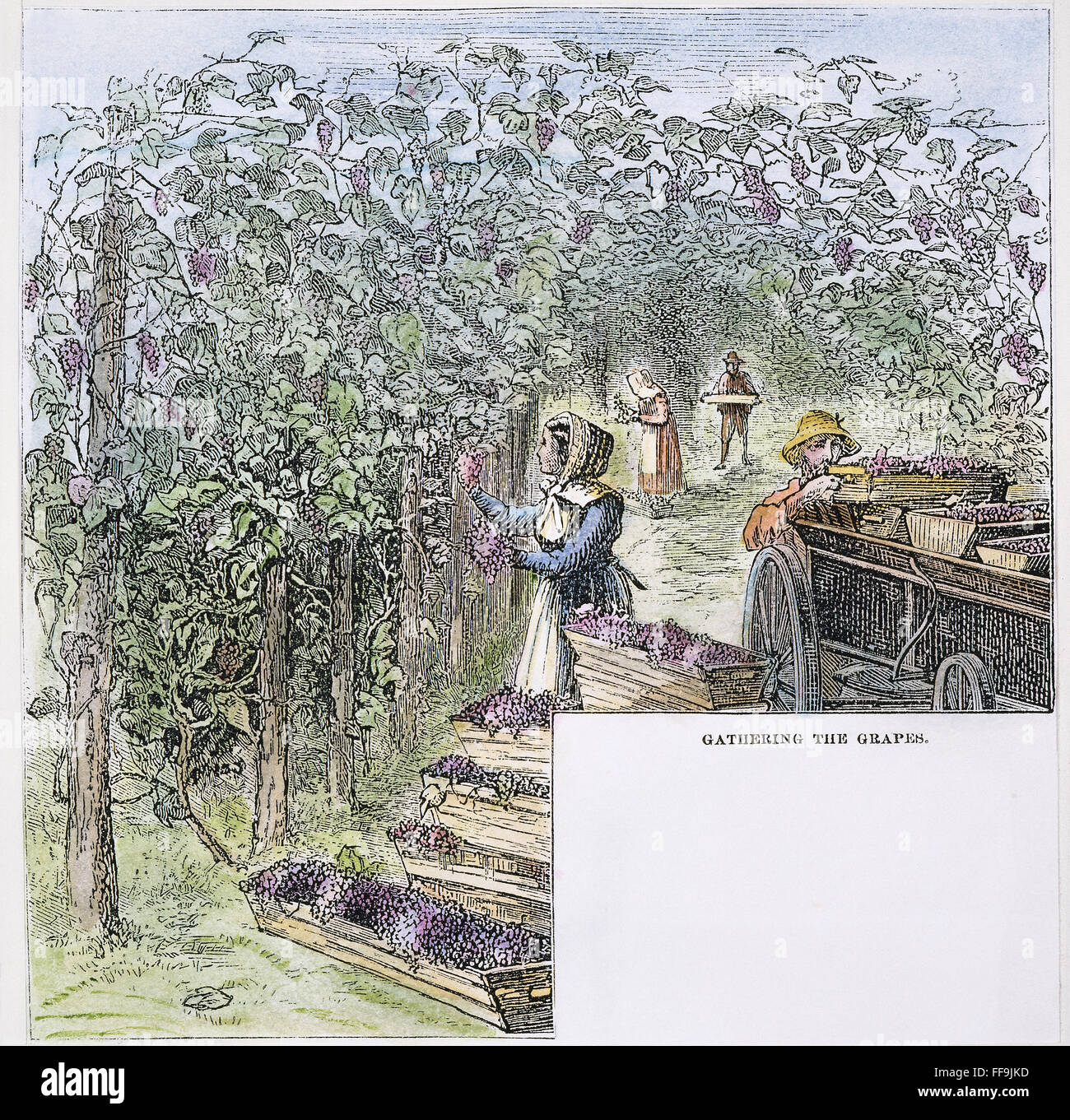 GATHERING GRAPES, 1873. /nGathering grapes in a 19th century vineyard ...