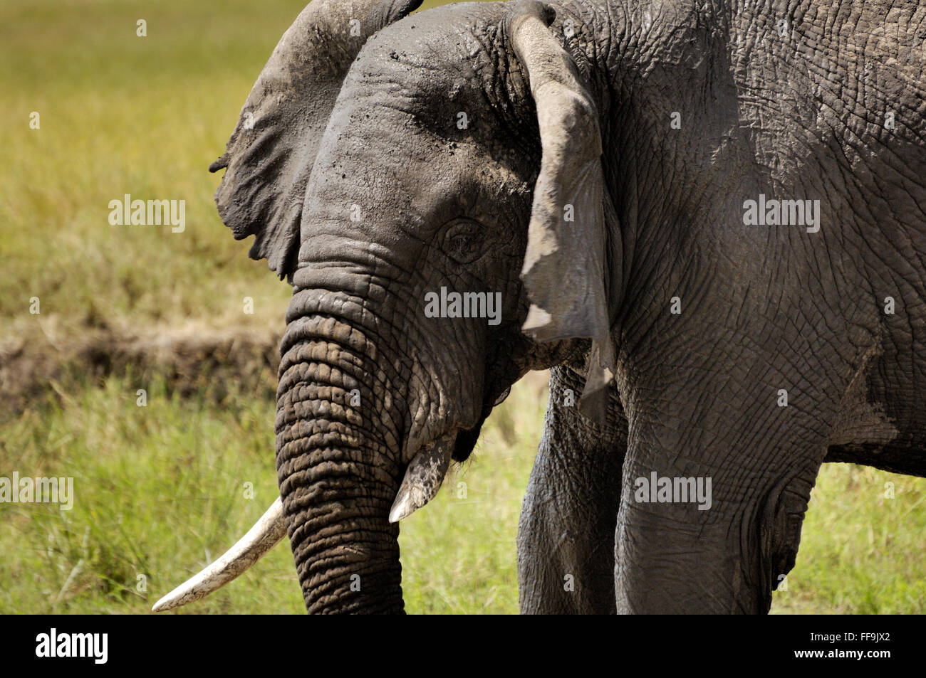 Elephant trunk and ear hi-res stock photography and images - Alamy