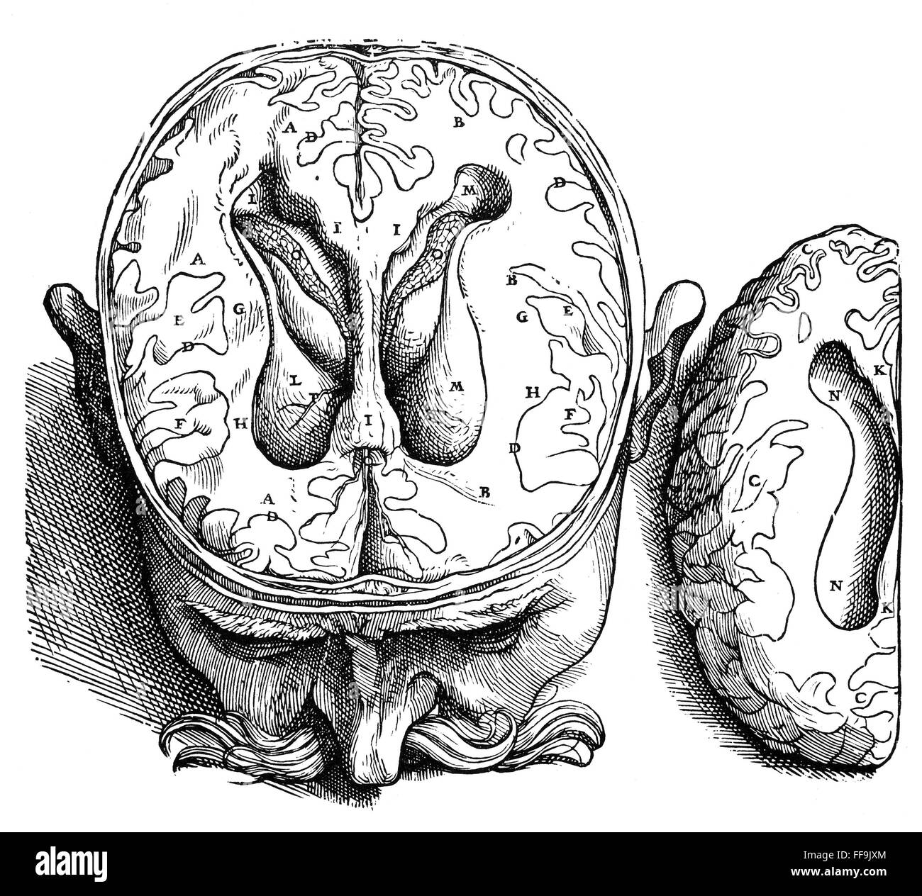 Vesalius brain hi-res stock photography and images - Alamy