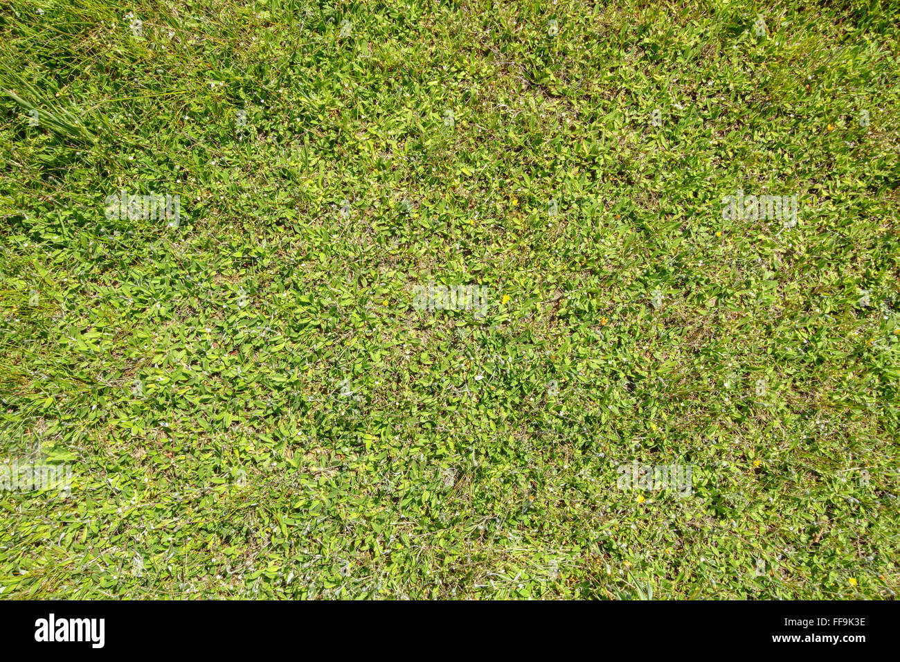 Green ground cover small leaves hi-res stock photography and images - Alamy