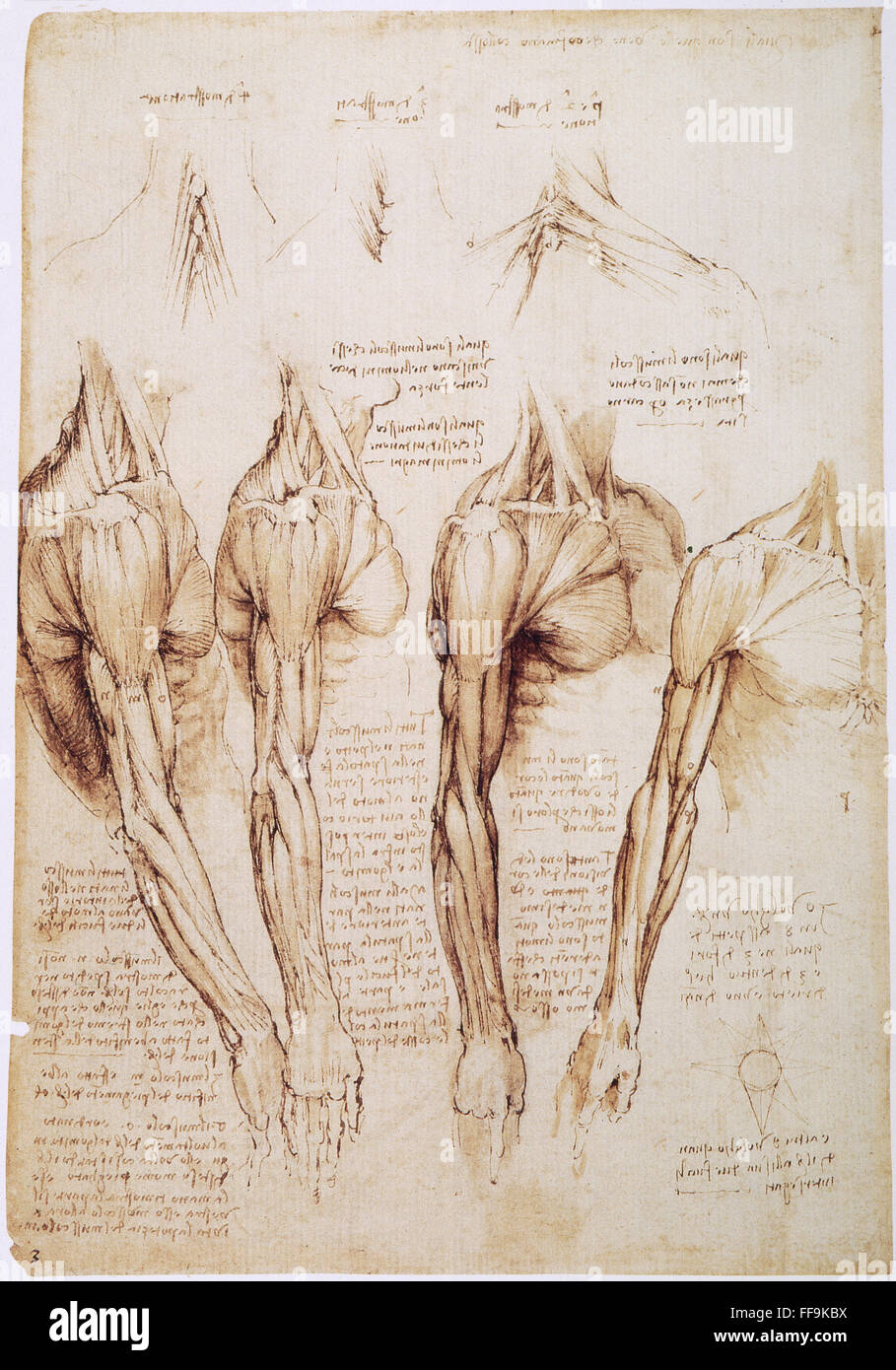 LEONARDO: ANATOMY, c1510. /nPen and ink studies by Leonardo da Vinci ...
