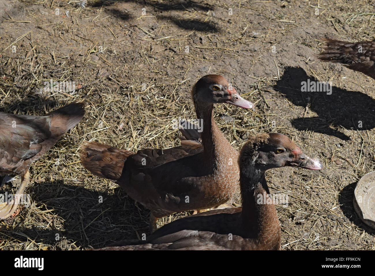 The musky duck. The maintenance of musky ducks in a household Stock ...
