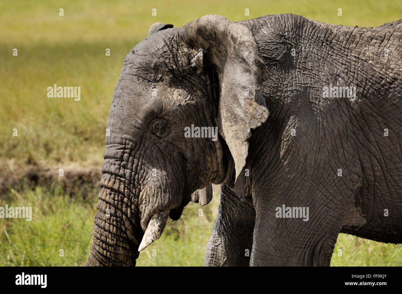 Elephant trunk and ear hi-res stock photography and images - Alamy