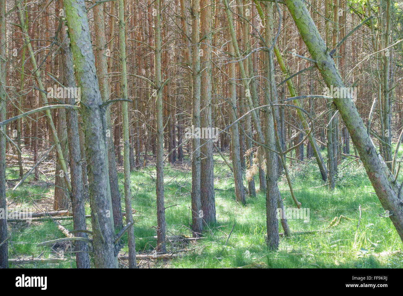 Dense pine forest in the German countryside in Summer Stock Photo - Alamy