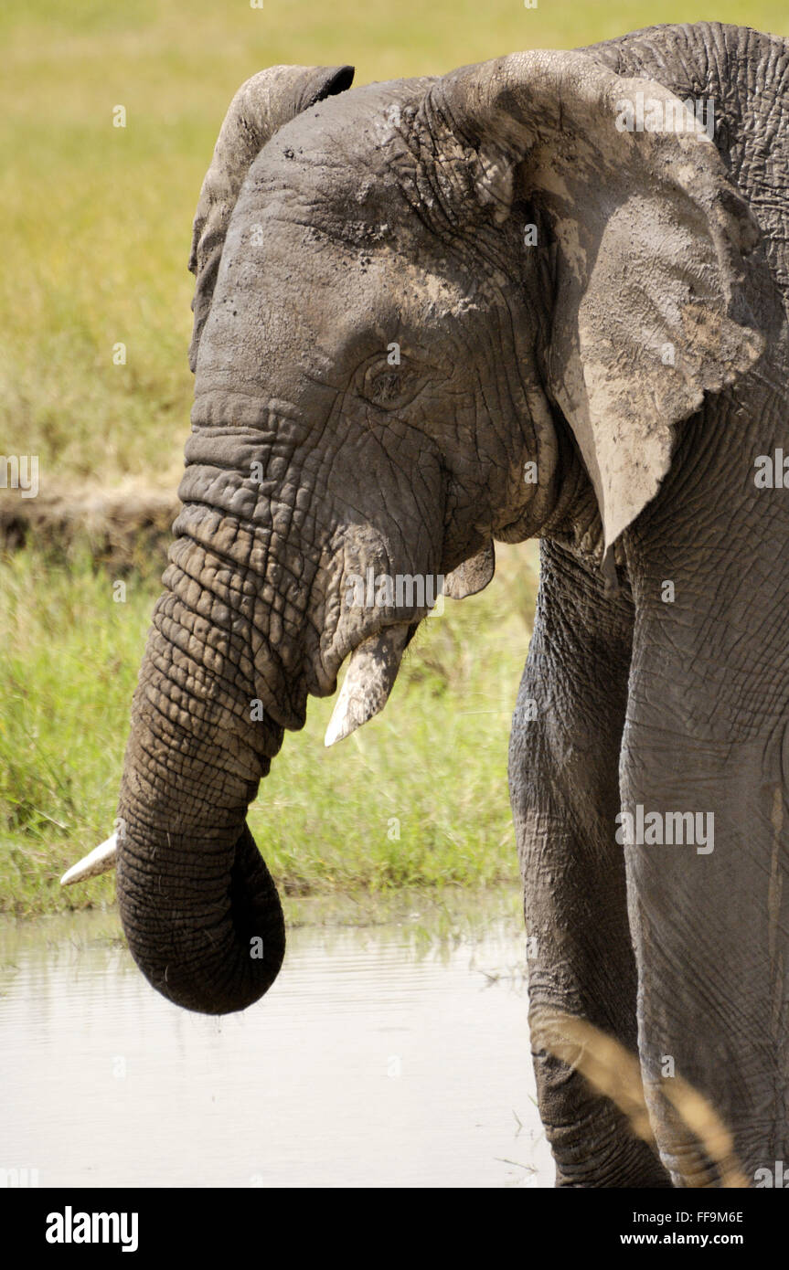 Elephant trunk and ear hi-res stock photography and images - Alamy