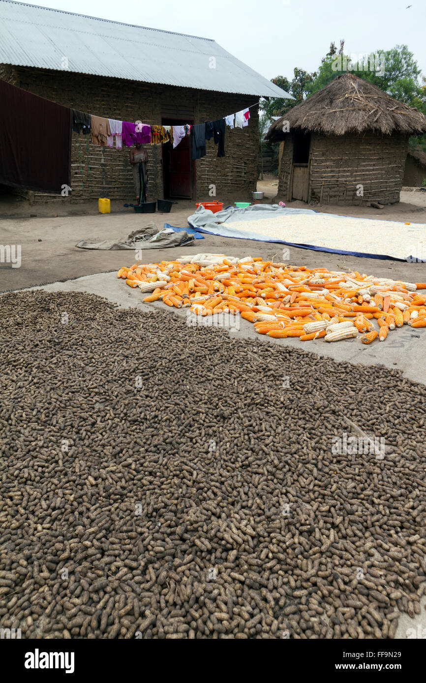 Kiwanja , Rutshuru North Kivu, Democratic Republic of the Congo, DRC ...