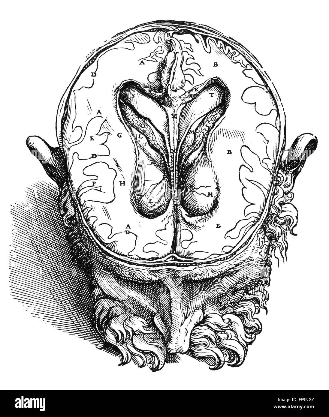 VESALIUS: BRAIN, 1543. /nDissection of the brain (fig.5). Woodcut from ...