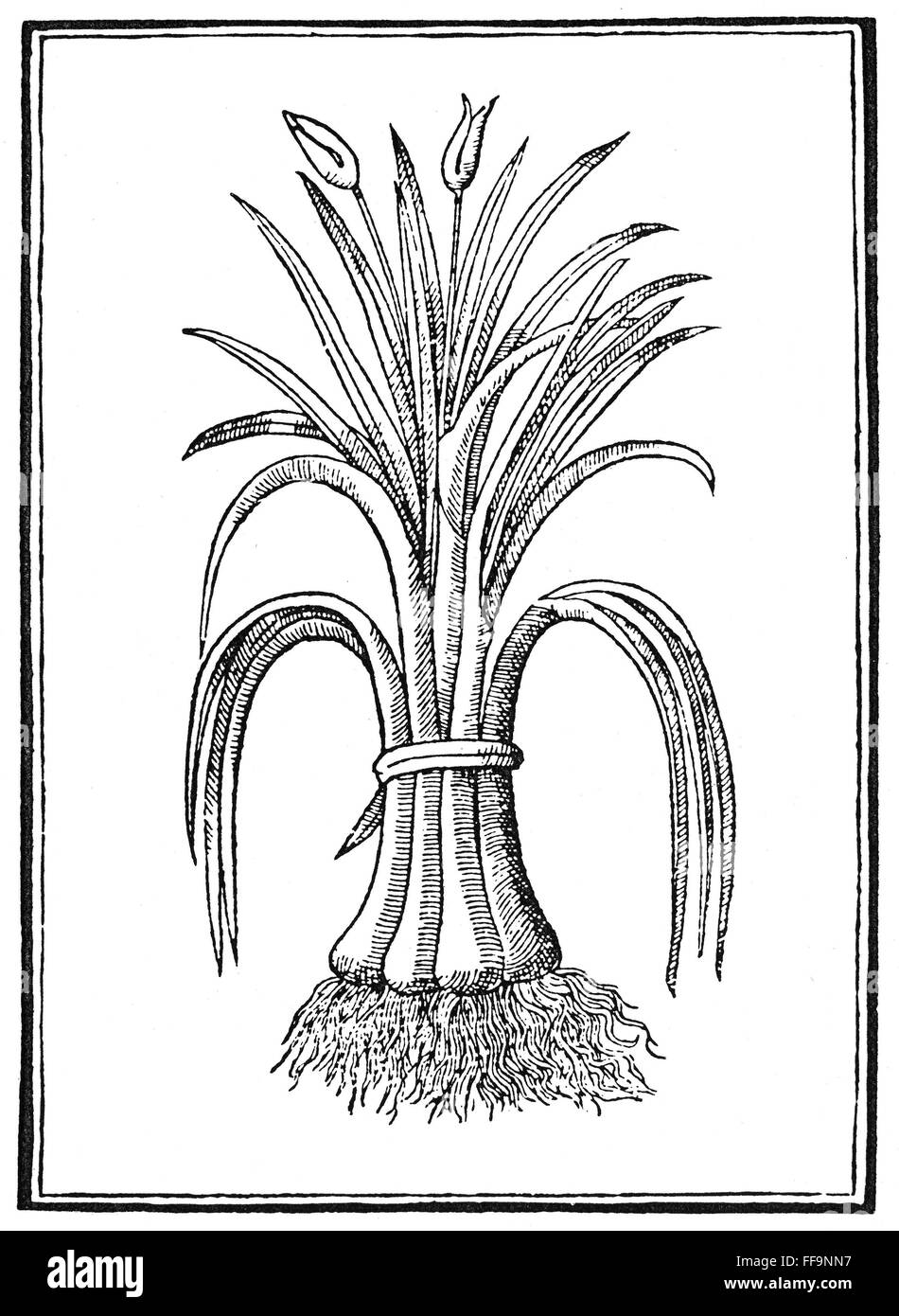 BOTANY: LEEKS, 1579. /nAllium porrum. Woodcut from Pietro Andrea ...