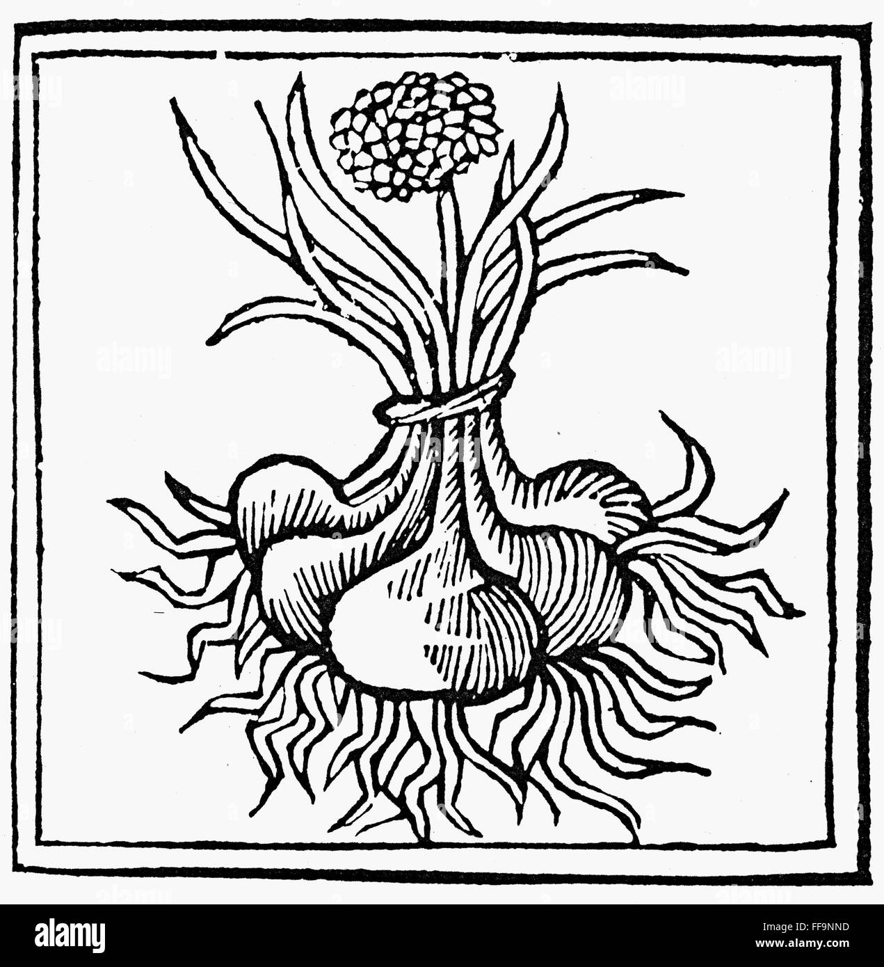 BOTANY: ONION, 1482. /nIllustration of onions (Allium cepa) from 'De ...