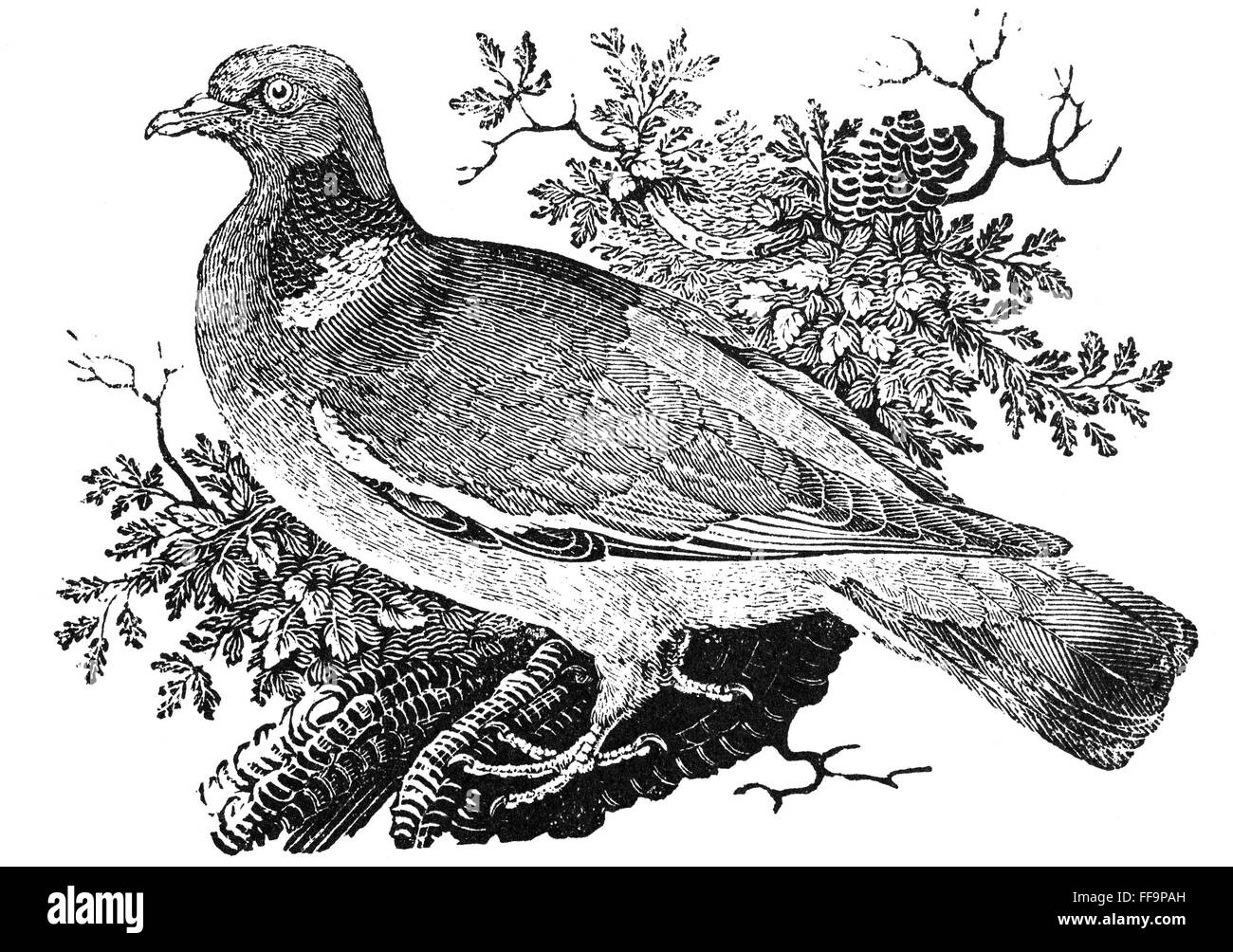 RING DOVE. /nWood engraving, English, 19th century Stock Photo - Alamy