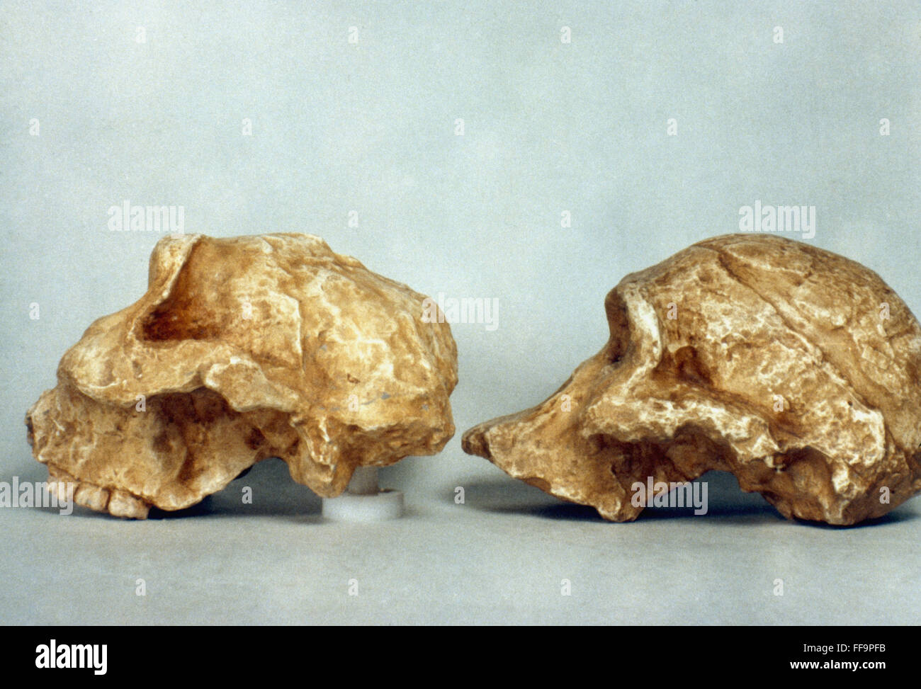PREHISTORIC SKULLS. /nAustralopithecus africanus skulls, from South ...