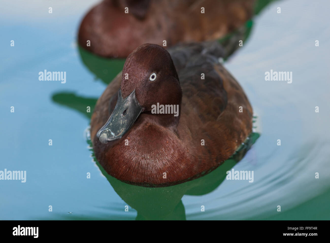Madagascar Pochard (Aytha innotata). Male, or drake Stock Photo - Alamy
