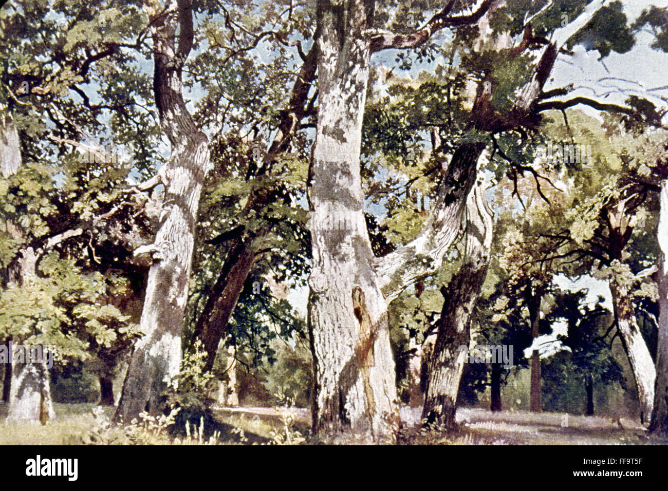 SHISHKIN: OAK TREES, 1887. /n'Oak Trees at Evening.' Oil by Ivan ...