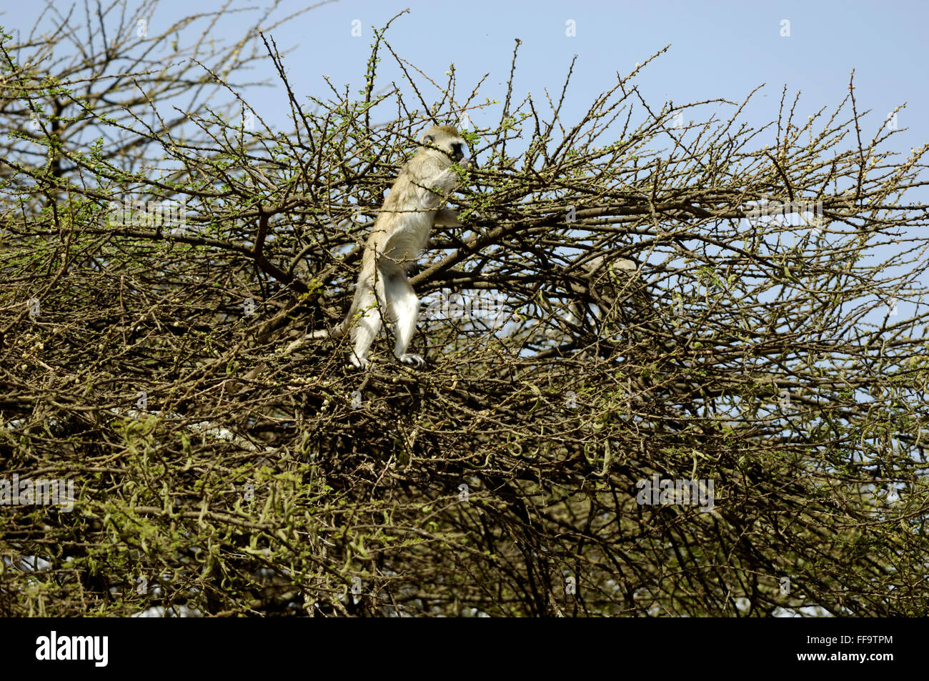Monkey feeding hi-res stock photography and images - Alamy