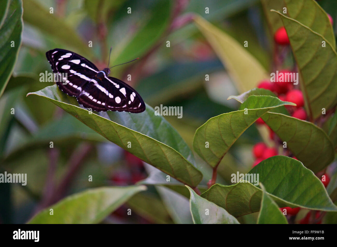 Cameron highlands butterfly hi-res stock photography and images - Alamy