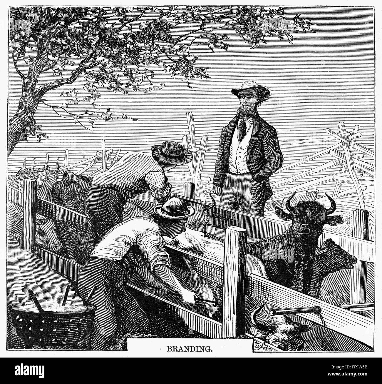 TEXAS: CATTLE BRANDING 1874. /nCowboys branding cattle in the Texas ...