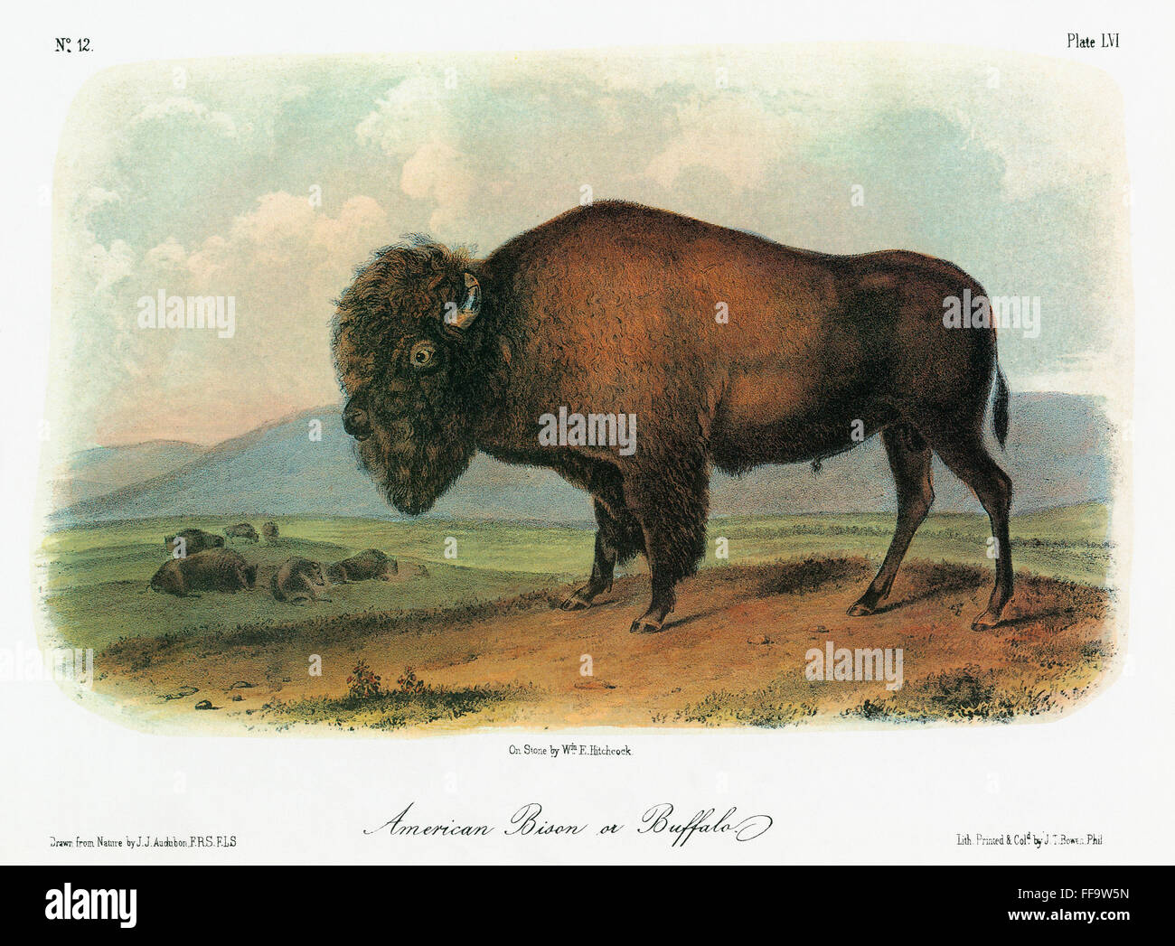 AUDUBON: BUFFALO. /nAmerican bison, or buffalo (Bison bison, or Bison ...